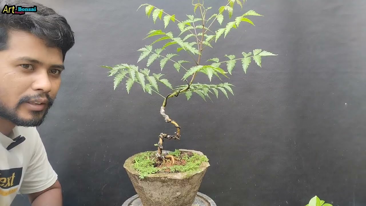 Neem Tree growing For Bonsai || নিম গাছের বনসাই করার পদ্ধতি.. - YouTube