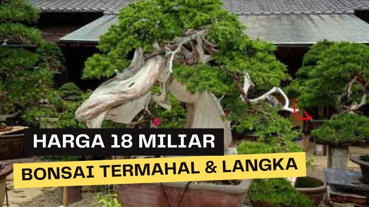 Ada yang Harganya 18 Miliar! Inilah Bonsai Langka dan Mahal di Dunia ...