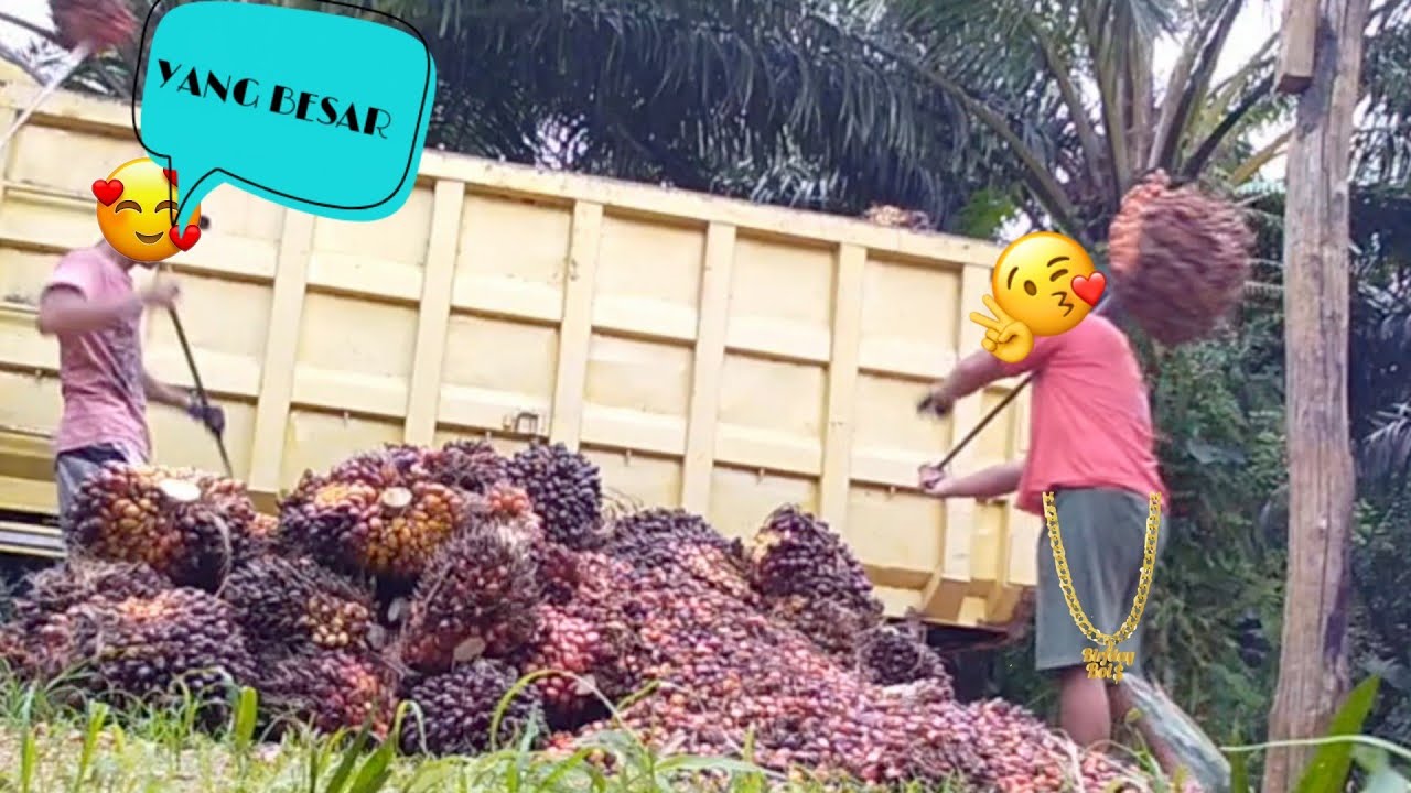 Loading Palm Oil II Loading muat buah sawit proses - YouTube