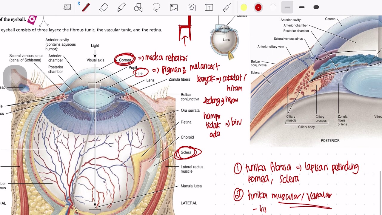 Lapisan Pada Mata - YouTube