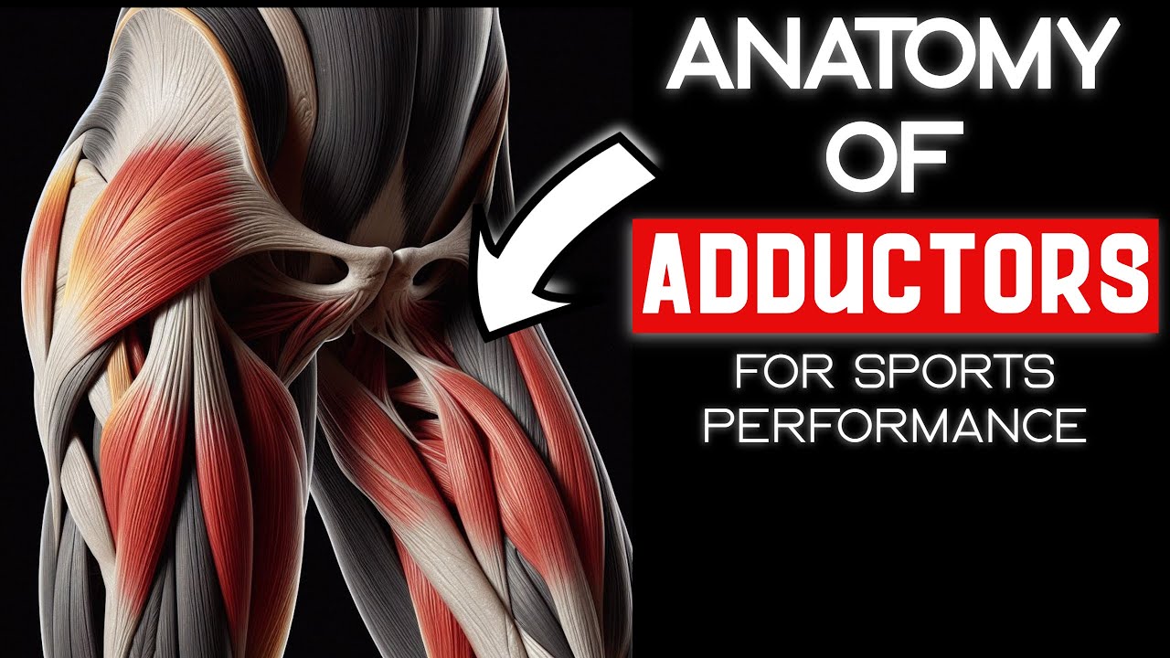 3-Minute Anatomy Review of Inner Thigh Adductor Muscles in Sports ...