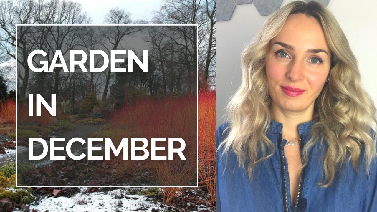 GARDEN IN DECEMBER I Garden tour in December I Plants in garden in ...