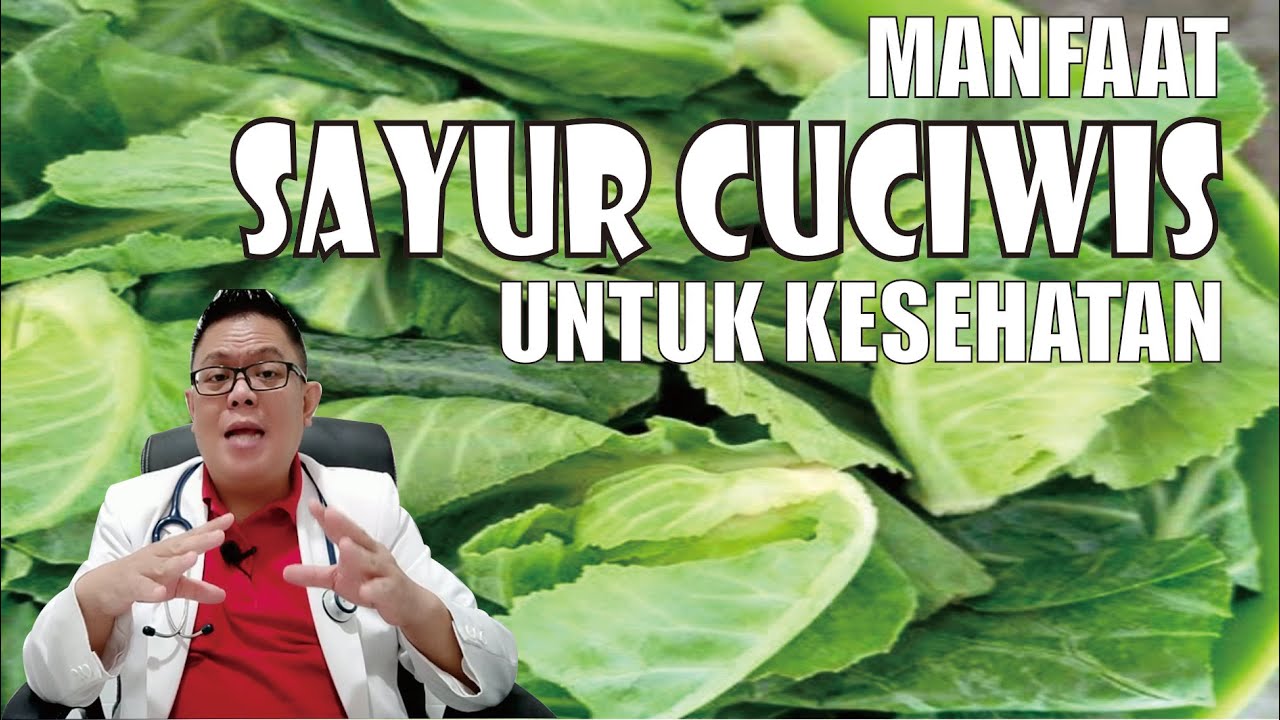 MANFAAT SAYUR CUCIWIS UNTUK KESEHATAN - YouTube