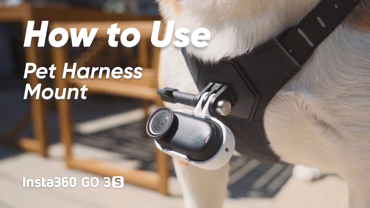 Insta360 GO 3S - How to Capture Your Pet's POV (ft. Gregfilms) - YouTube
