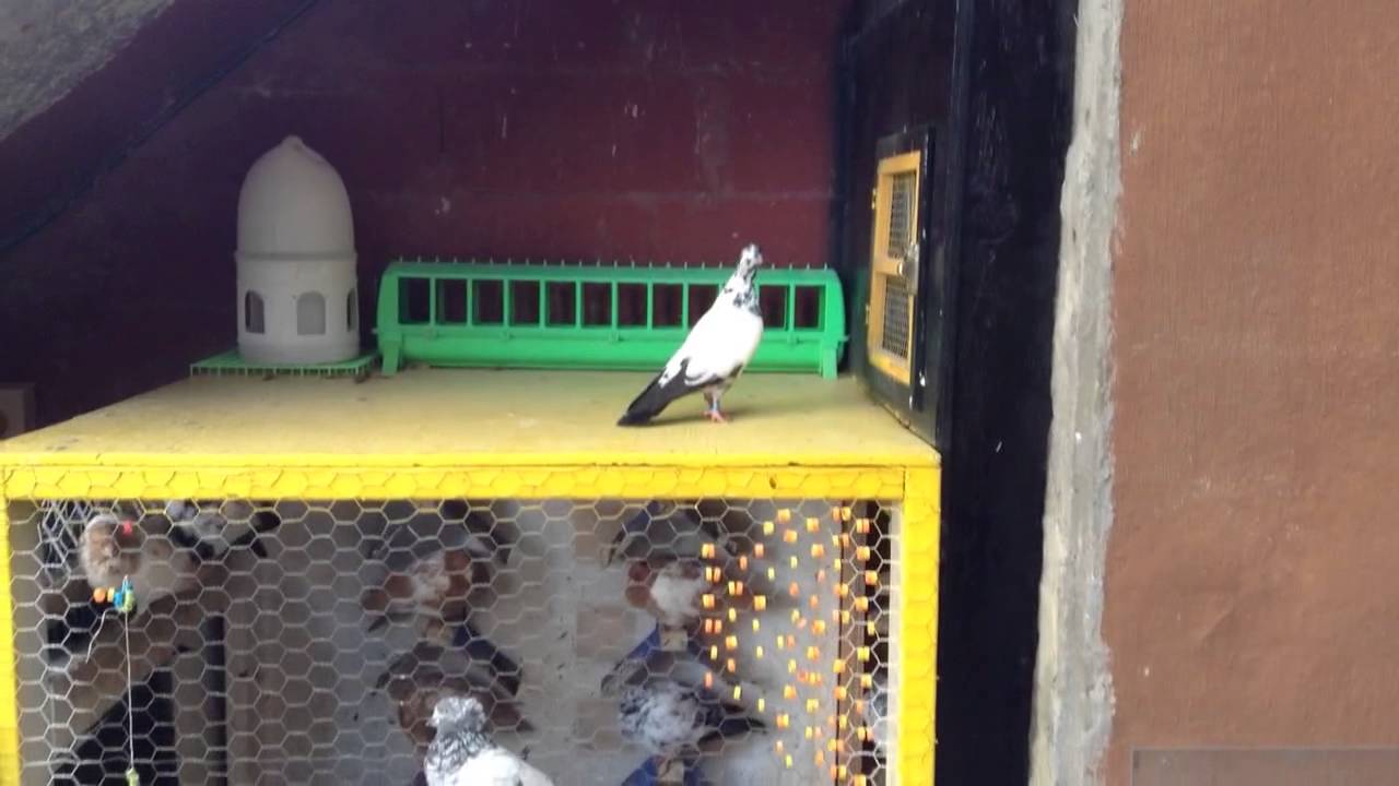 RALPHIE'S TIPPLER CAPS BRONX NY."BLACK PRINT" - YouTube