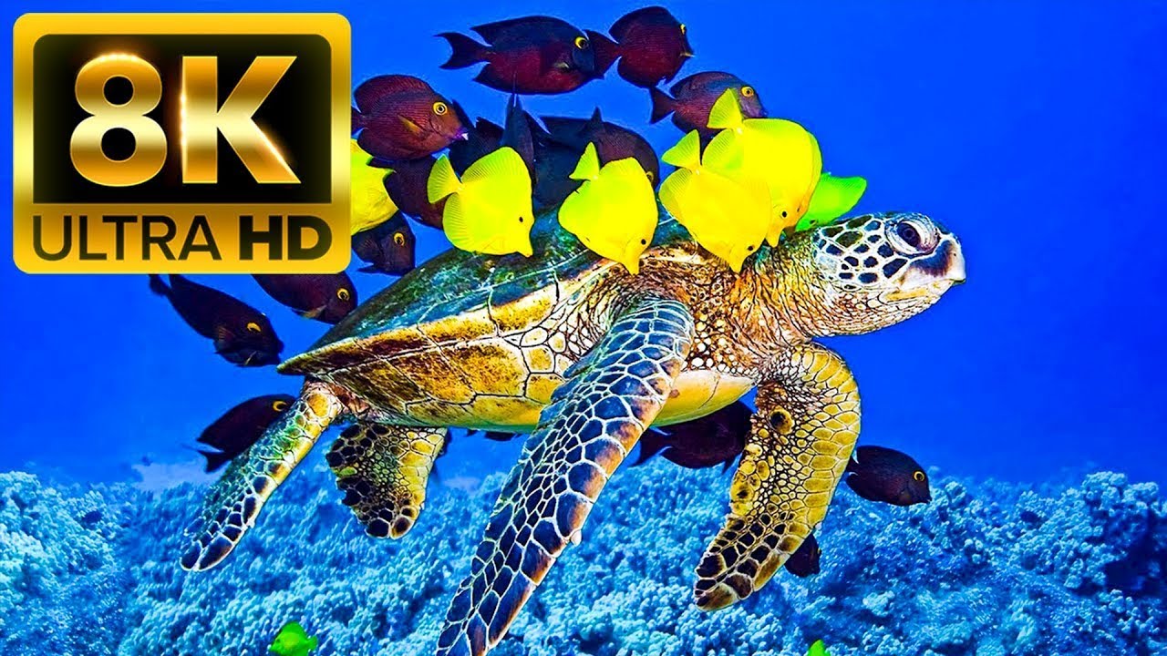 THE OCEAN - 8K (60FPS) ULTRA HD - With Nature Sounds (Colorfully ...