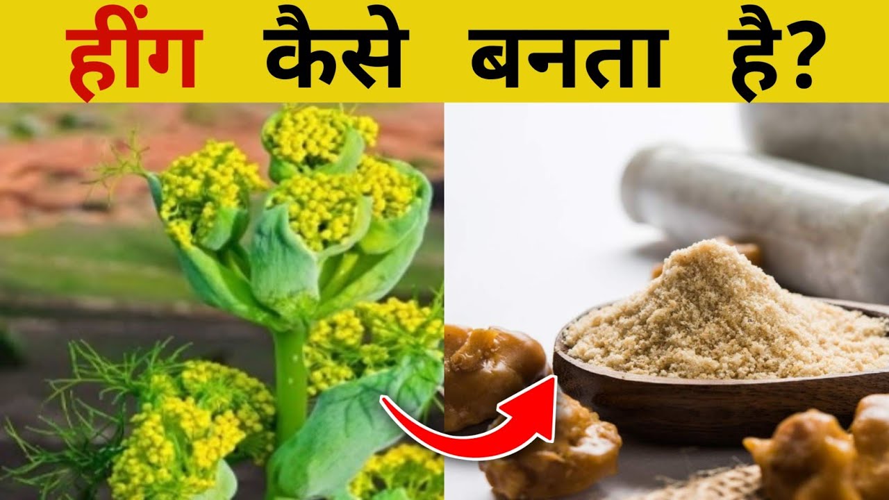 हींग कैसे बनता है ?? || How Hing is Made 🤔 🤔 - YouTube