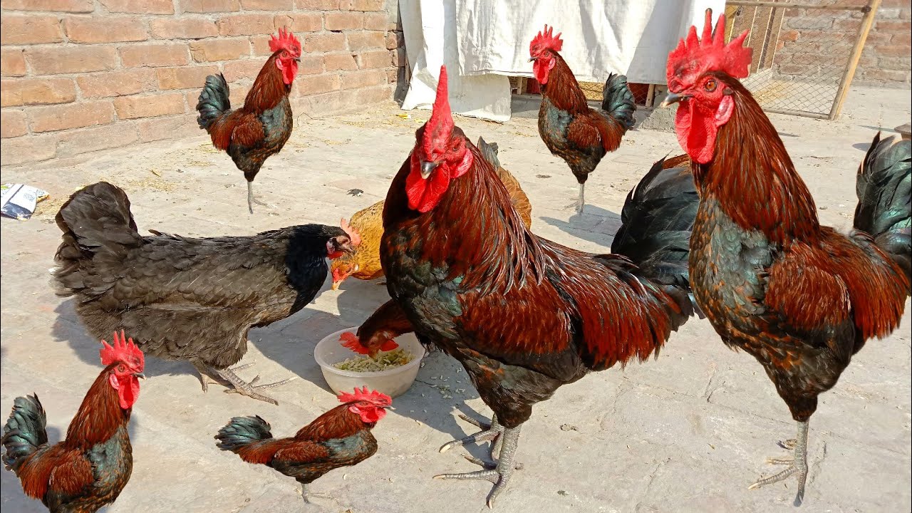 Cute And Happy Rooster | Daily Rooster Routine | BBirds - YouTube