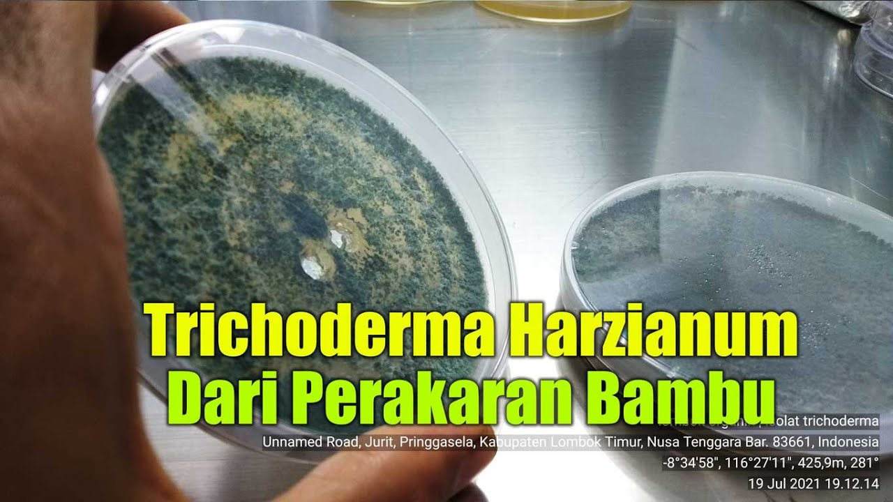 Dapat Trichoderma Harzianum Dari Perakaran Bambu, Hasil Uji Lab BBPOPT ...