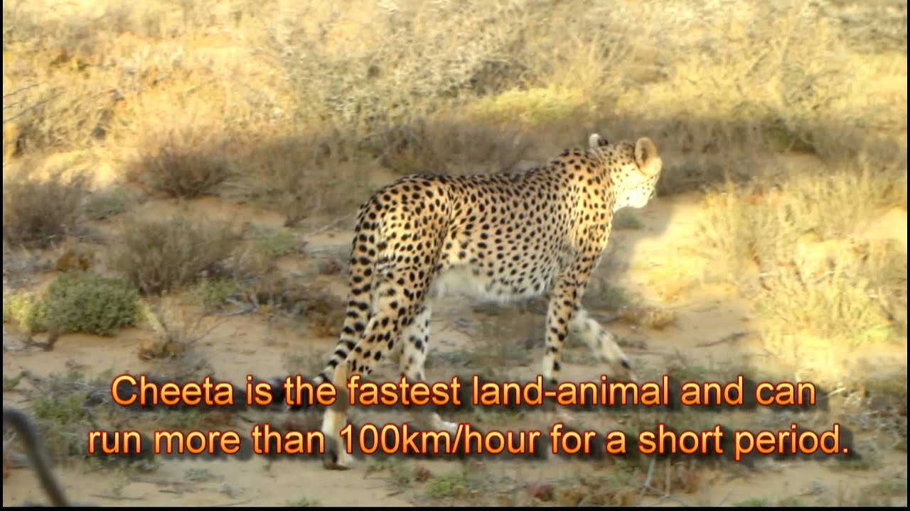Cheeta running full speed - YouTube