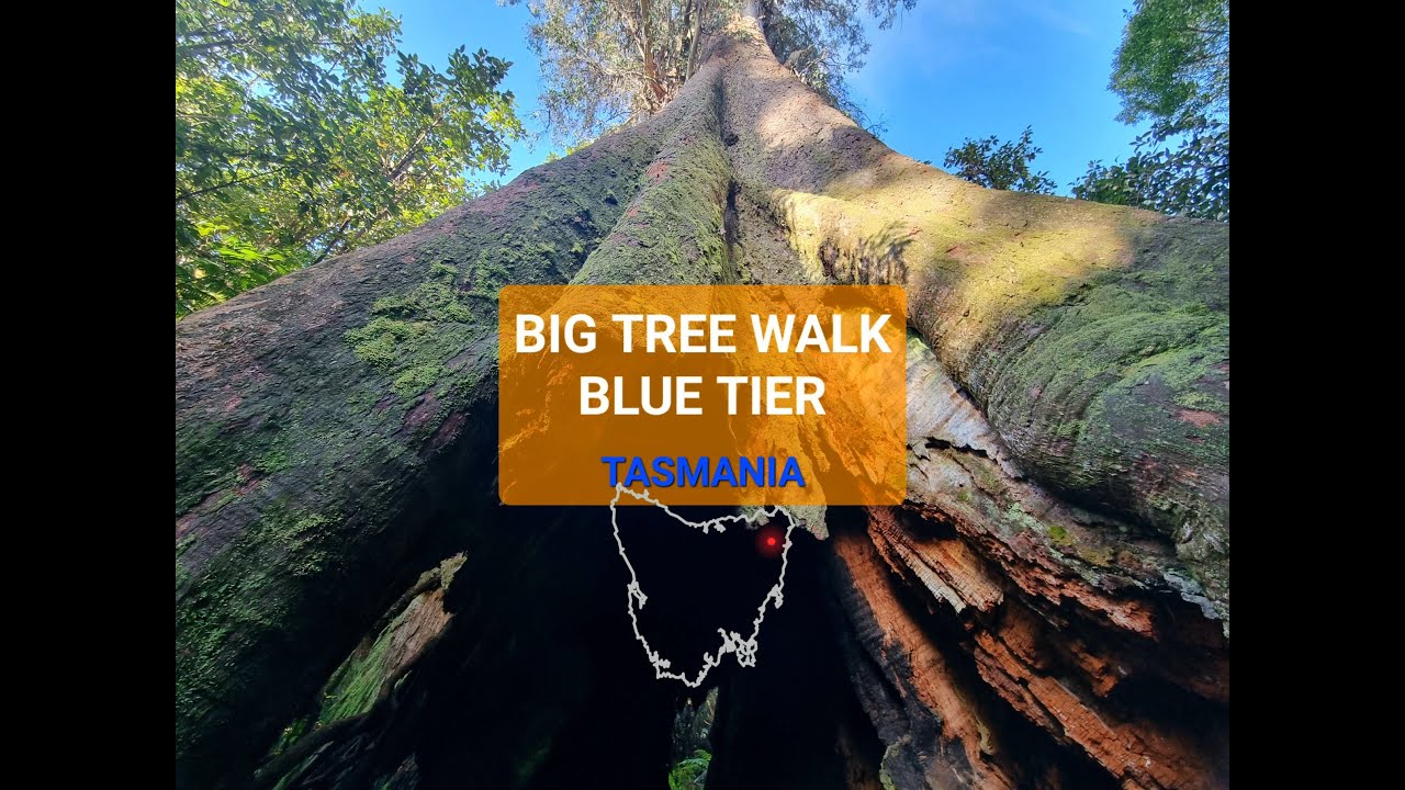 Blue Tier Big Tree Walk TASMANIA - YouTube