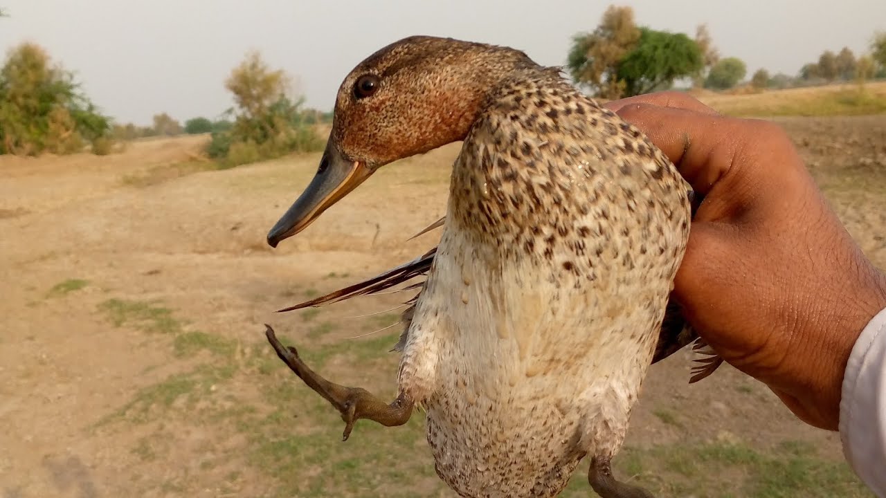 duck hunting in Pakistan2023|| murghabi ka shikar 2023|| صید البط ...