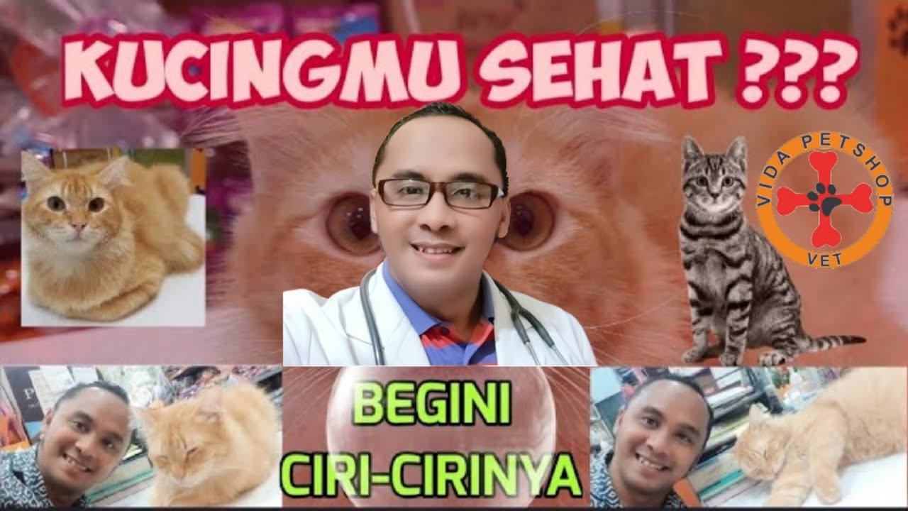 Ciri - ciri Kucing Sehat serta Upaya Deteksi Dini Kucing Sakit - YouTube