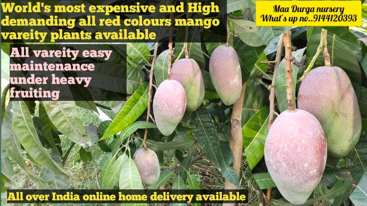 All Imported rare dwarf vareity mango plants available our nursery ...
