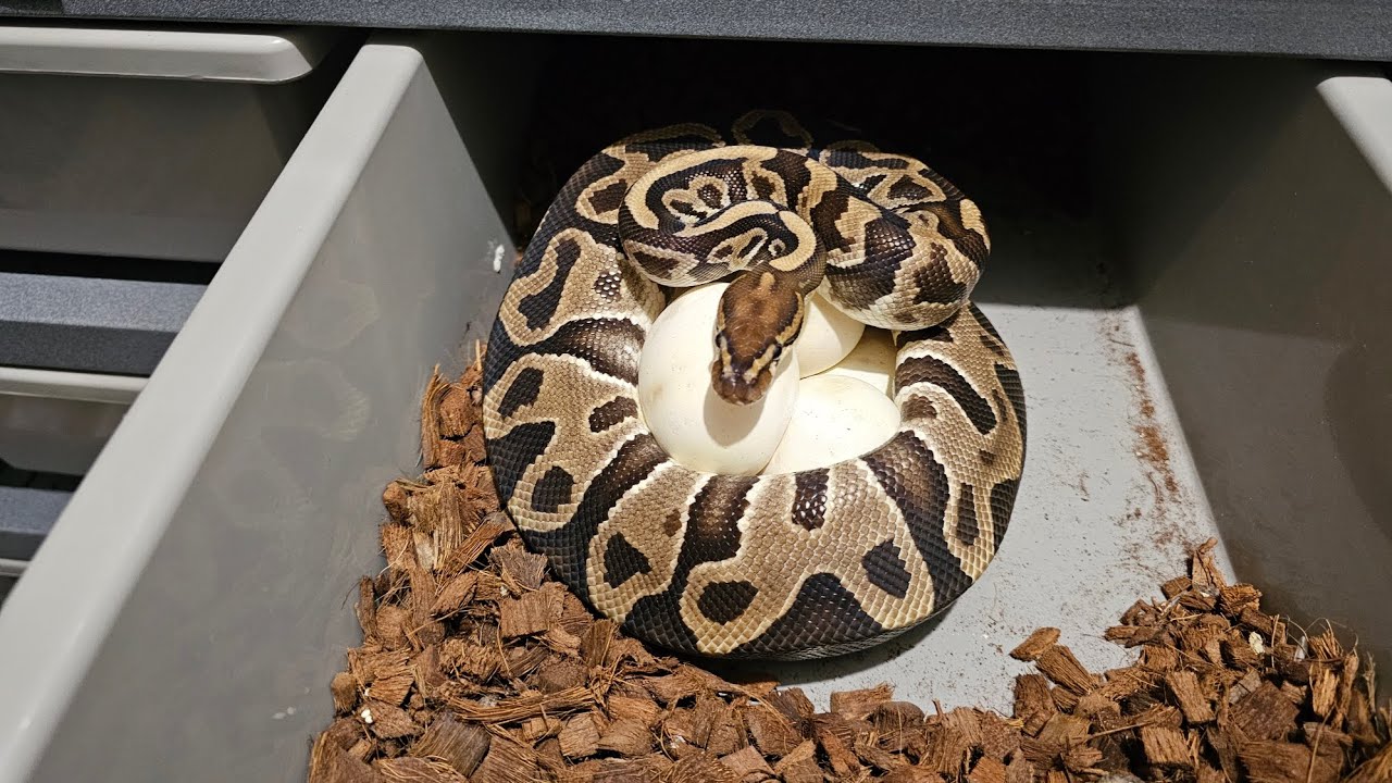 And another one!! Ball python clutch! - YouTube