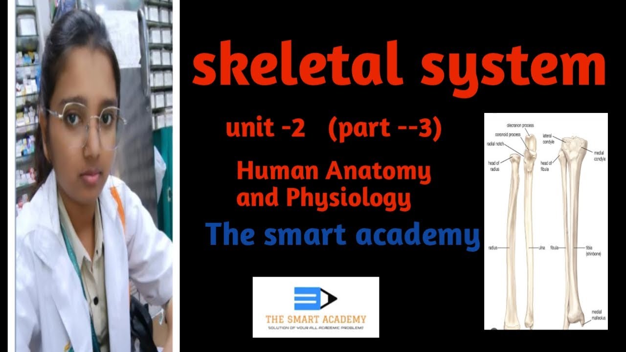 Skeletal system |Division of skeletal system | classification | unit -2 ...