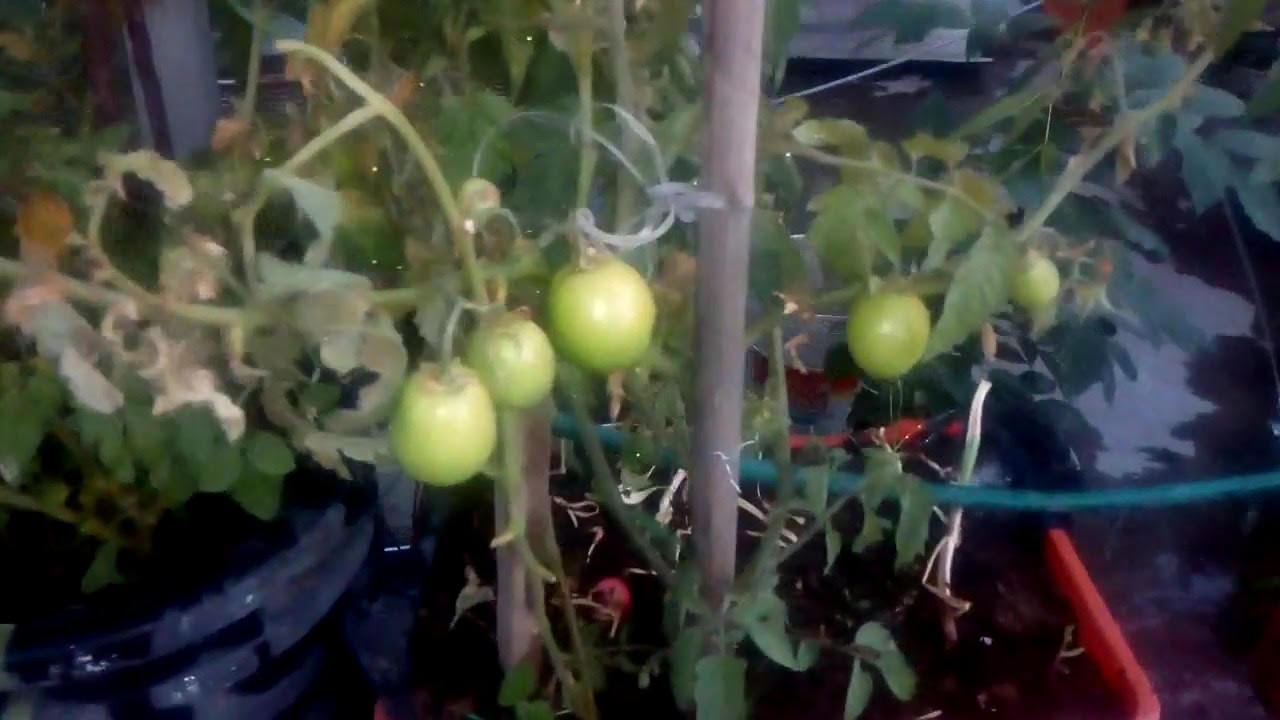 EL JARDIN DE LICHA 2 - YouTube