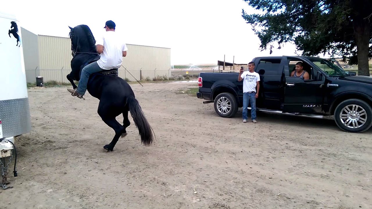 Ranchero Y Gallardo "Obama" Caballo Fresian/Andaluz Bailando - YouTube