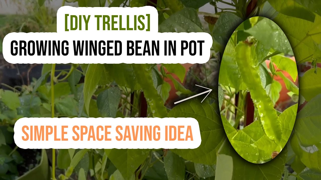 [DIY Trellis] Growing Winged Bean In Pot - Simple Space Saving Idea ...