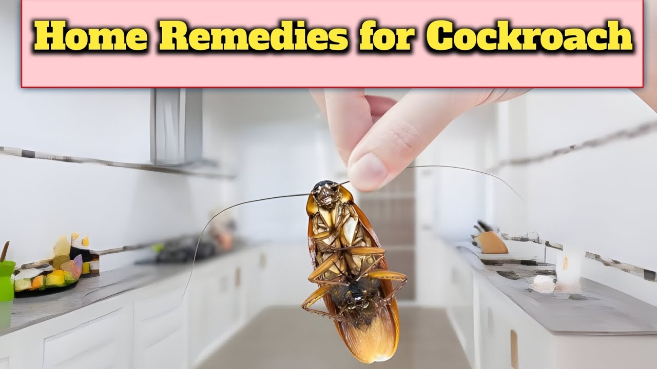 Natural Home Remedies for Cockroach - YouTube