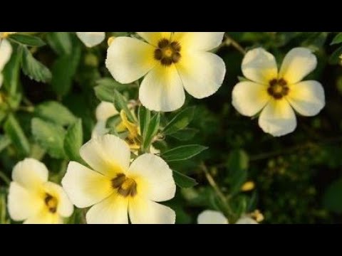 COMO FAZER A FLOR DO GUARUJÁ FICAR LINDA - YouTube