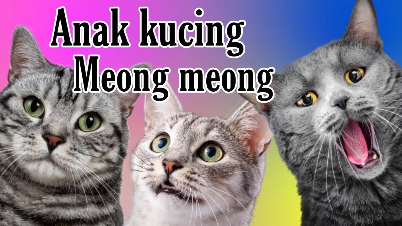Anak kucing meong meong || meong dance || kucing lucu lagi makan - YouTube