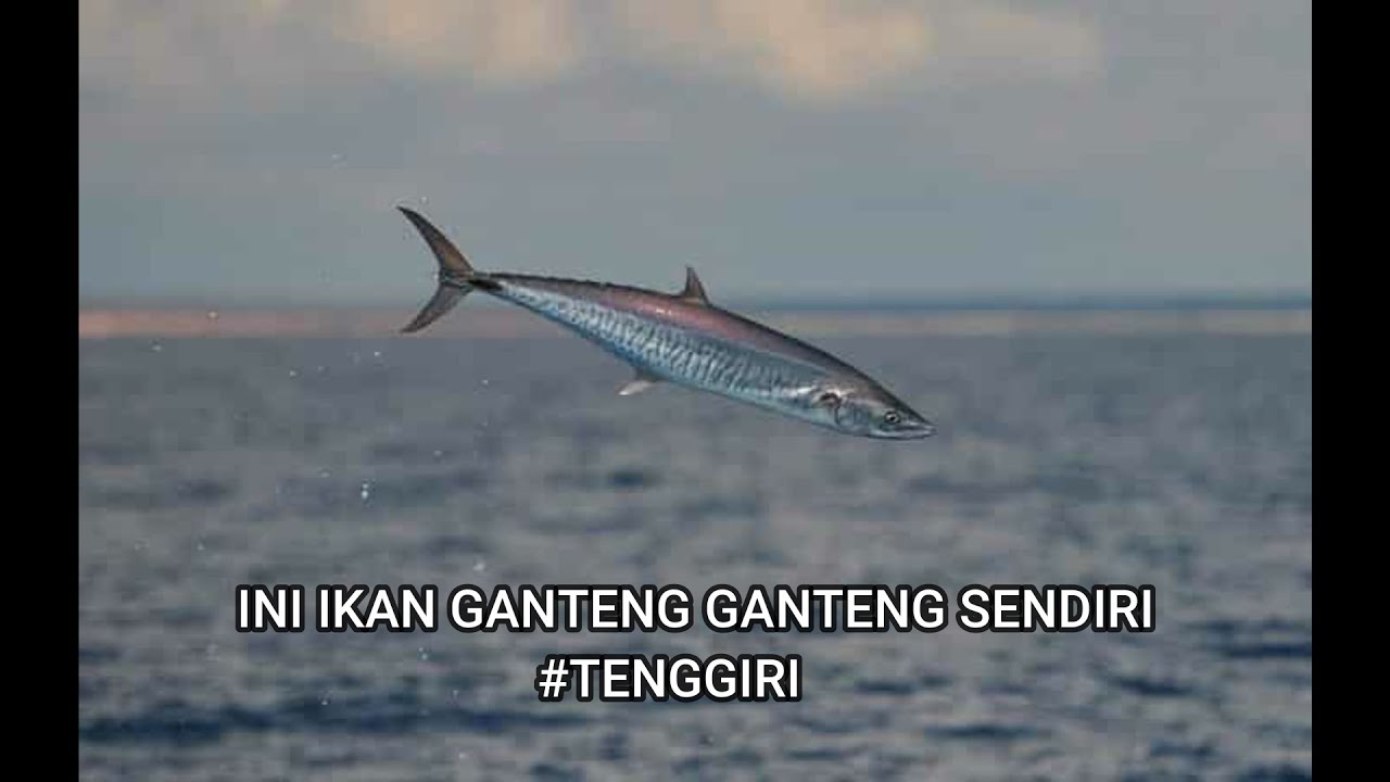 5 JENIS IKAN TENGGIRI ( TYPES OF MACKEREL ) - YouTube