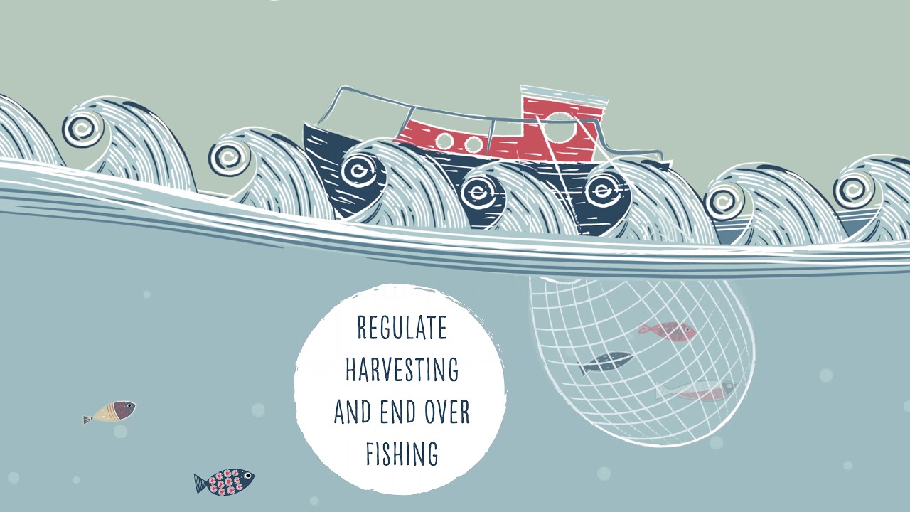 SDG 14 Life Below Water Awareness Campaign - YouTube