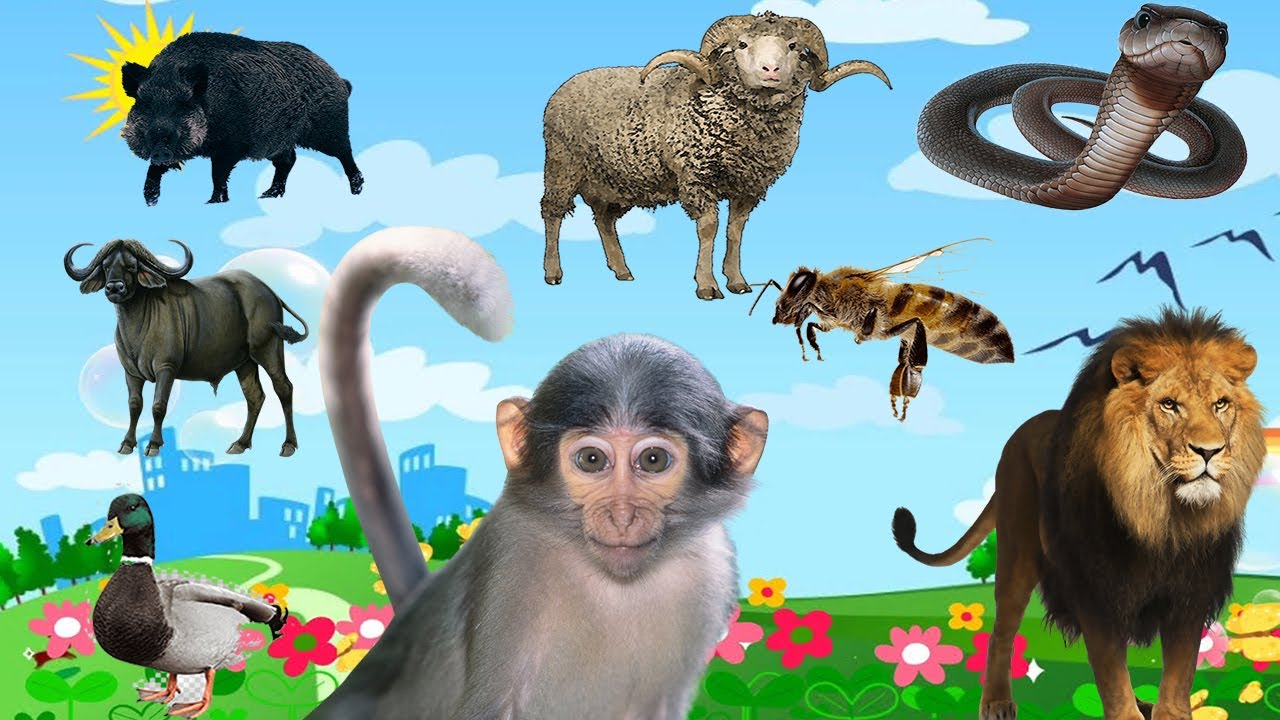 Nature's Symphony: Captivating Animal Sounds from the Wild - YouTube