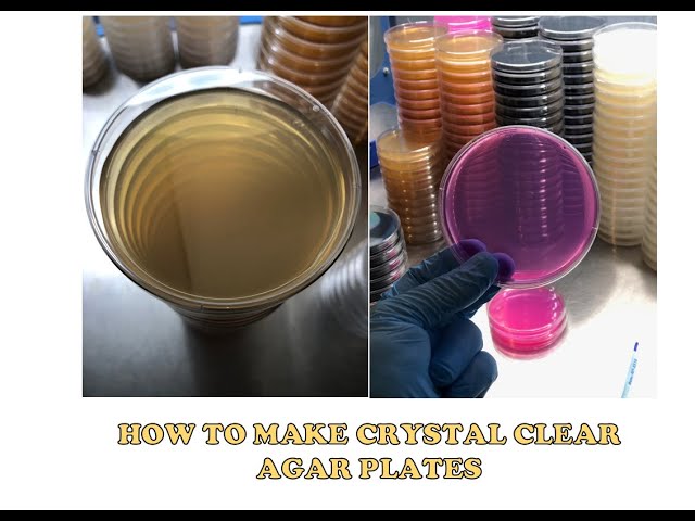 Empty Agar Plate