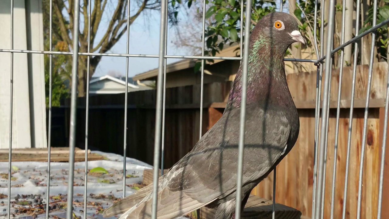 John Vang roller pigeon - YouTube