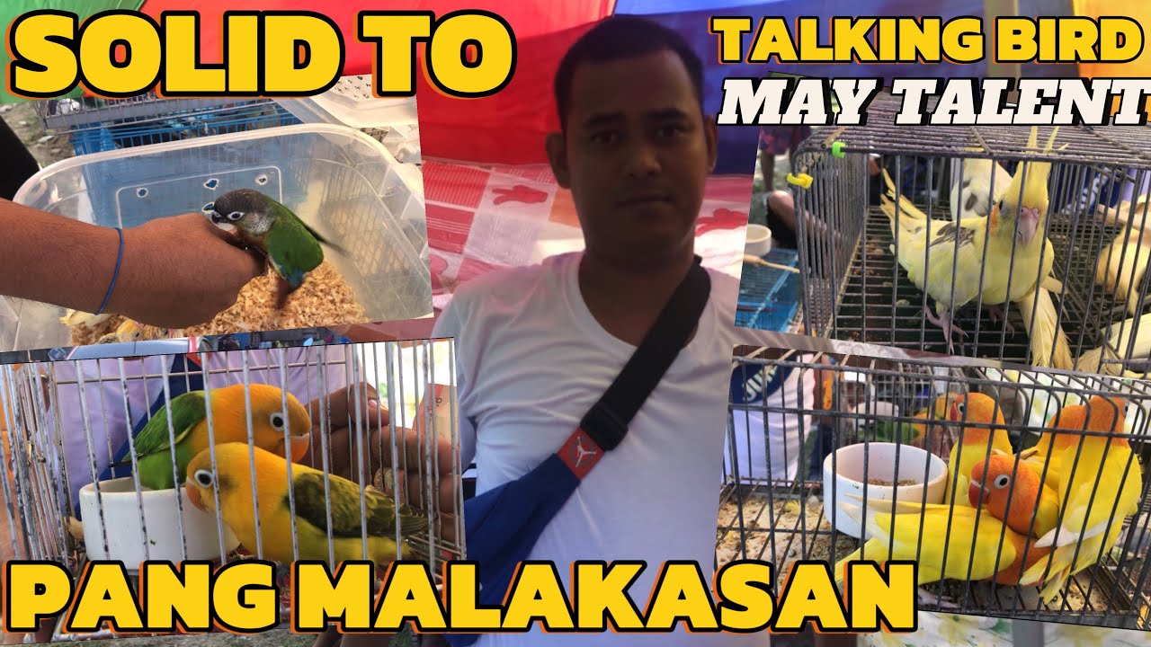 MAY TALENT TALKING BIRD MERON DIN PANG MALAKASAN KAY BOSS YOB - YouTube