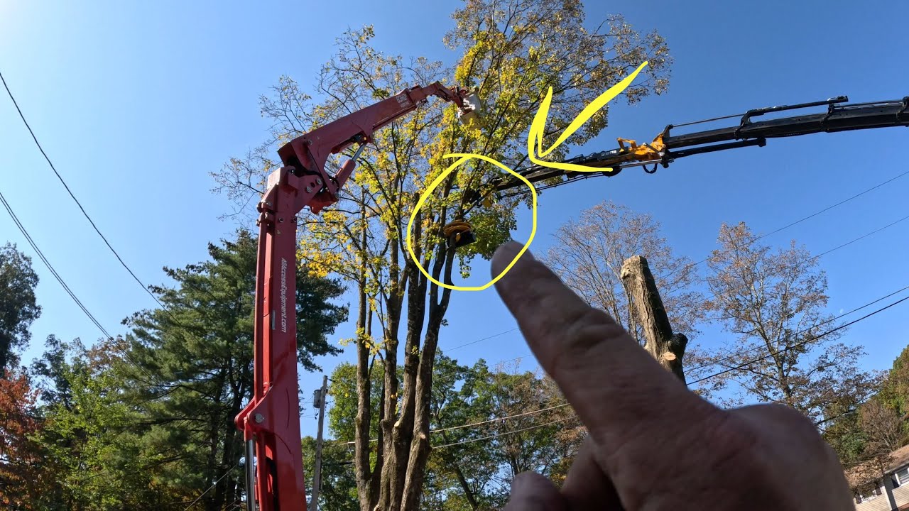 Maple removal between wires, knuckle boom bar pinched and mini track ...