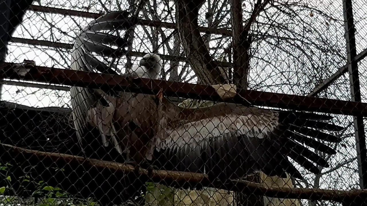#18 ZOO ROMANIA - VULTUR SUR - YouTube