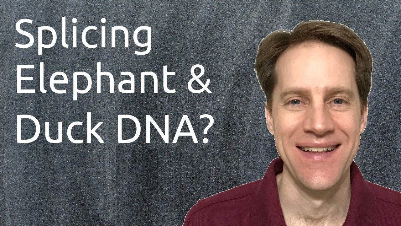 Splicing Elephant & Duck DNA | Scaling Postgres 330 - YouTube