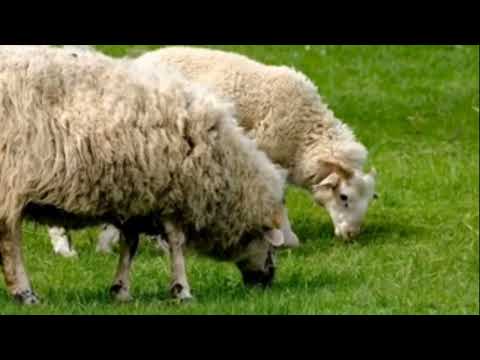 Kurban Olam Tabip Değme Yarama /Dönüşü yok ~Gülistan Tokdemir