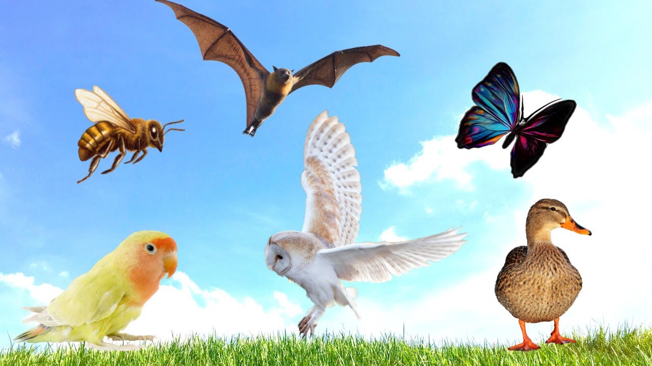 The Aerial Acrobatics: Bats, Bees, Eagles, Hawks, Sparrows and Other ...
