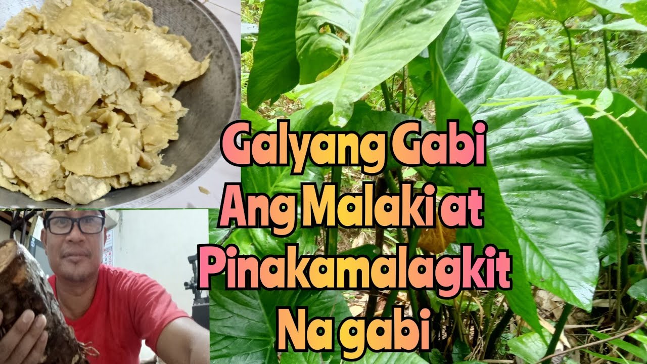 Galyang Gabi Ang pinakamalaking Gabi na masarap paano magluto minatamis ...