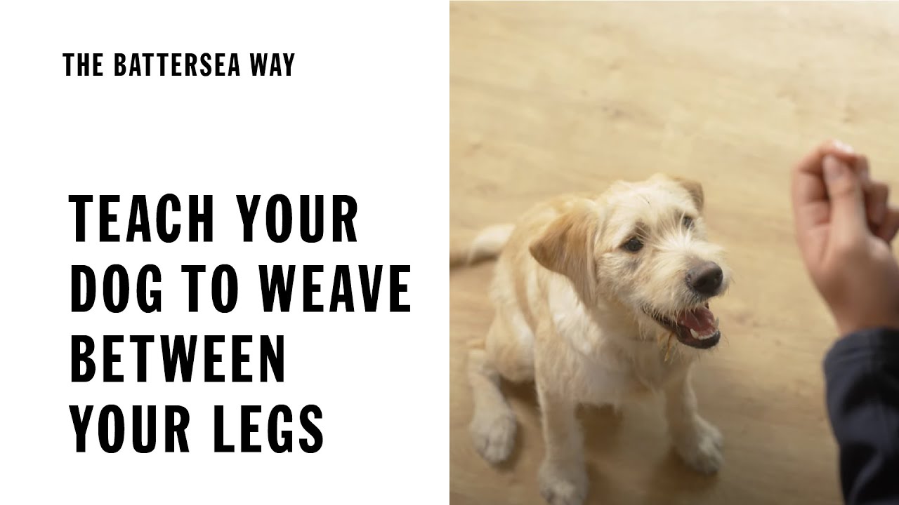 Teach your dog to weave between your legs | The Battersea Way - YouTube