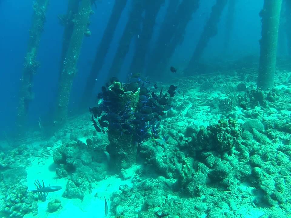 Blue tang circling a piling - YouTube