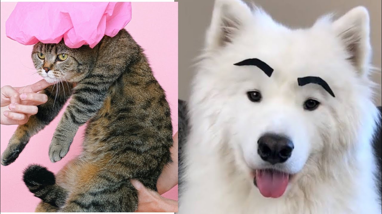 Animals doing things 😍funny cats and dog video compilation 2022# - YouTube