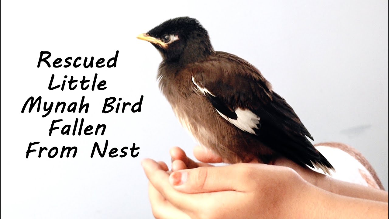 Rescued Little Mynah Bird Fallen From Nest | Kiwi The Little Myna Bird ...