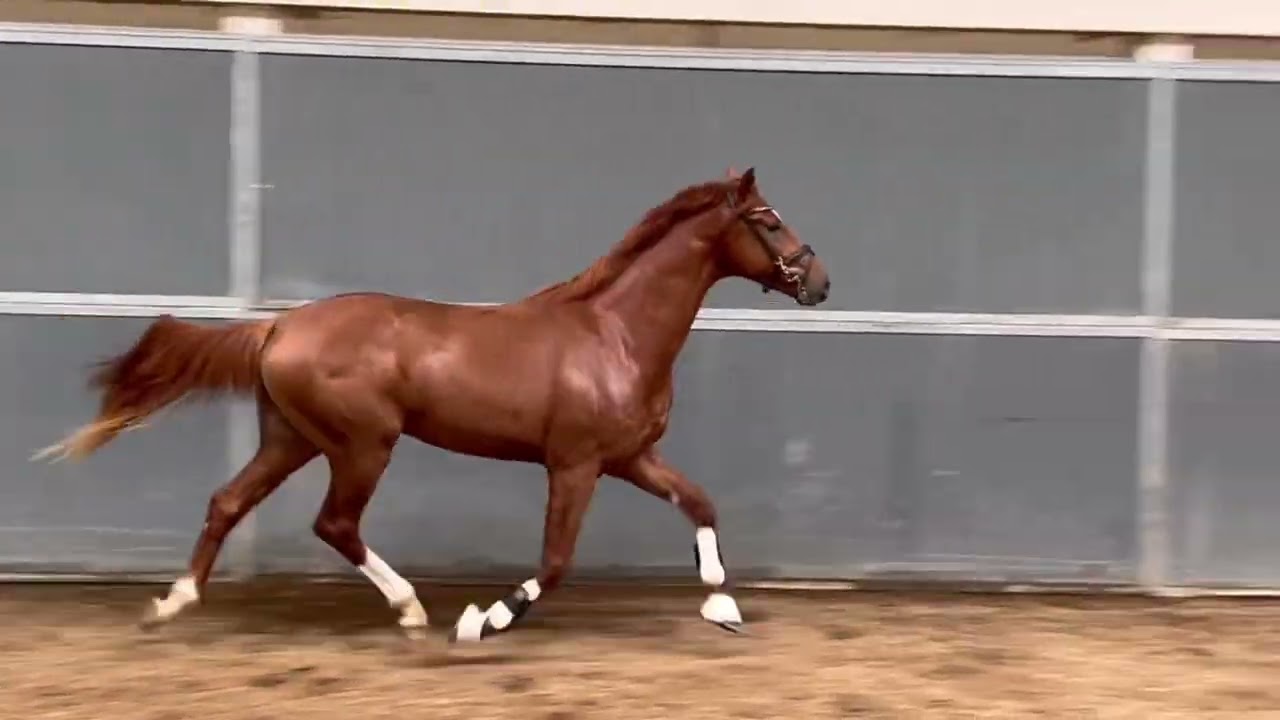 2020 Stallion Secret x Desperado - YouTube