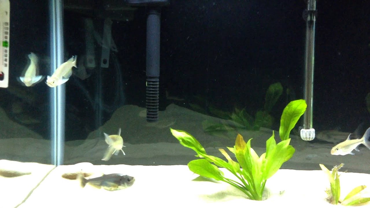 My growout tank: GATF, FATF, 2 VATF, Jardini Arowana and Scomb - YouTube