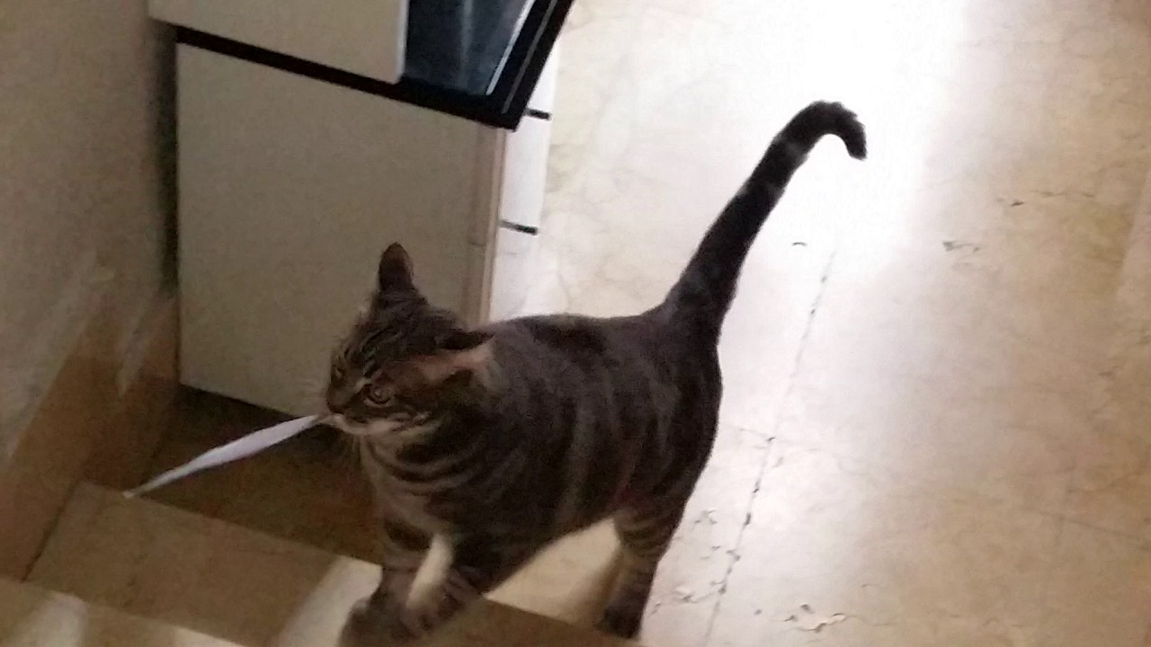 GATO CARTERO - YouTube