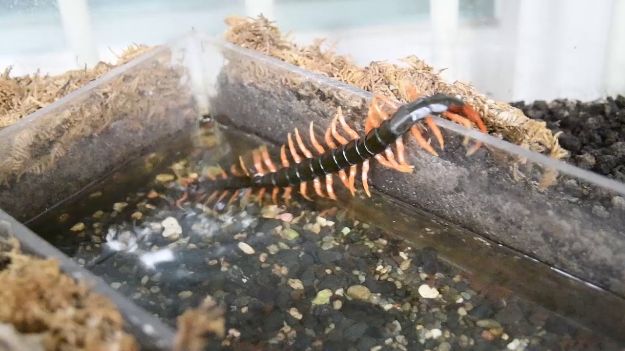 수륙양용지네 Scolopendra sp Cataracta moving - YouTube