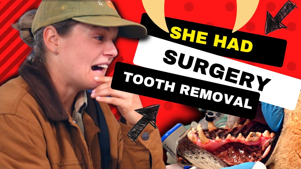 DINGO TOOTH REMOVAL: The Wildlife Twins - YouTube