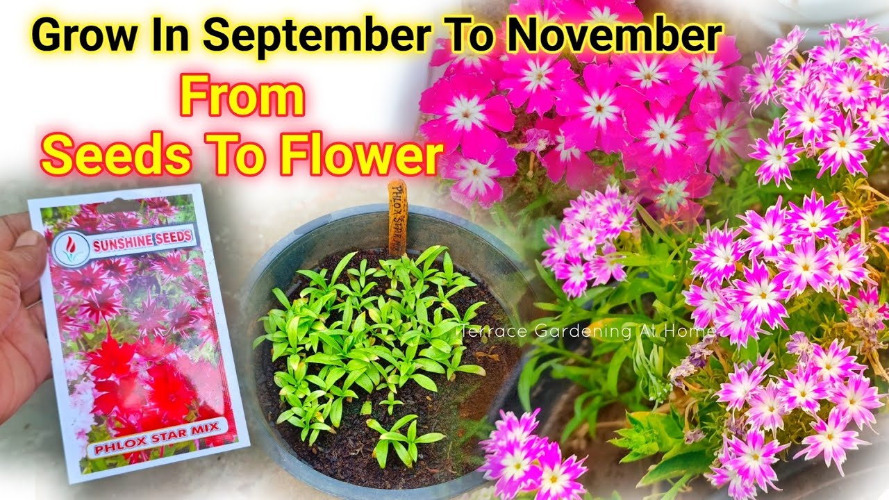 Phlox star Plant From Seeds To Flower Update / How To Grow Phlox plant ...