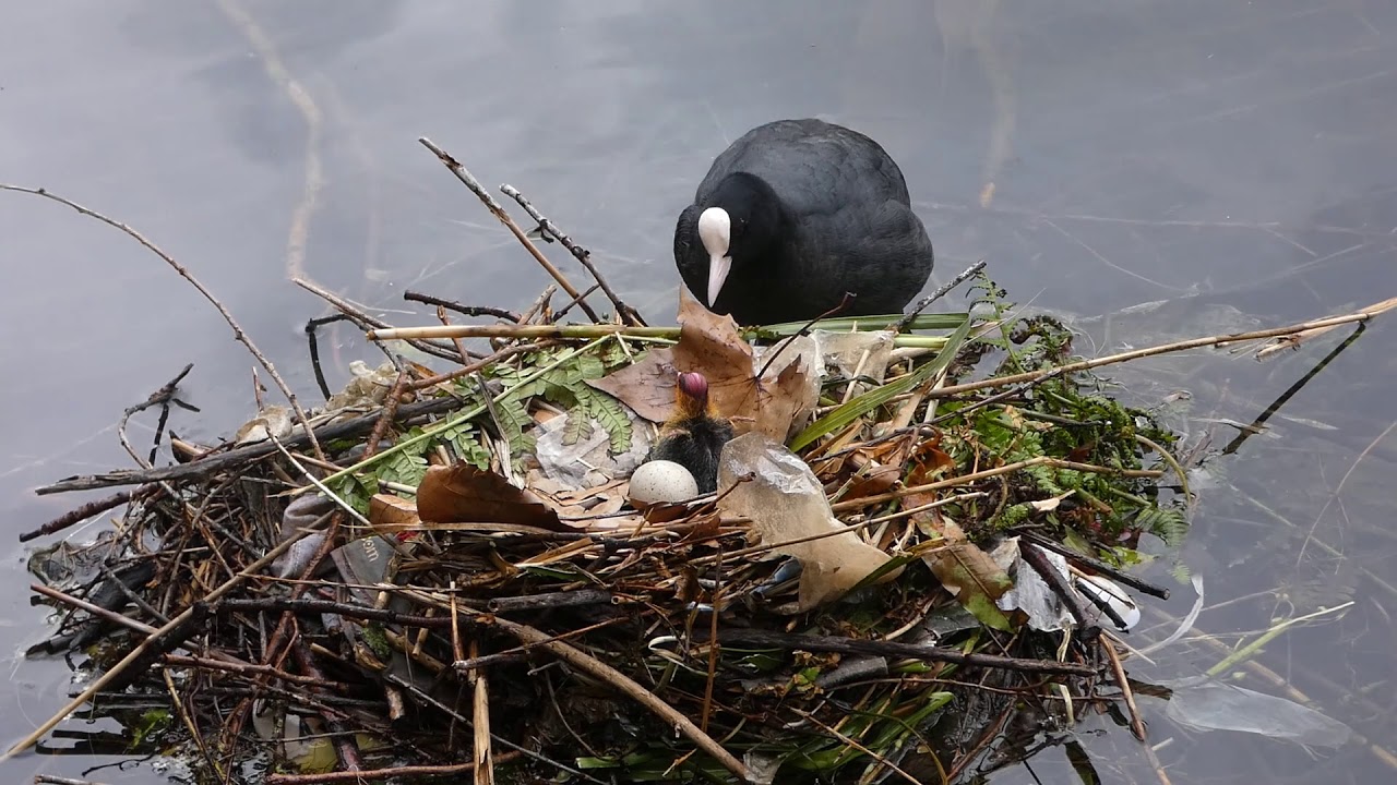 Coot chick in nest by bridge - YouTube