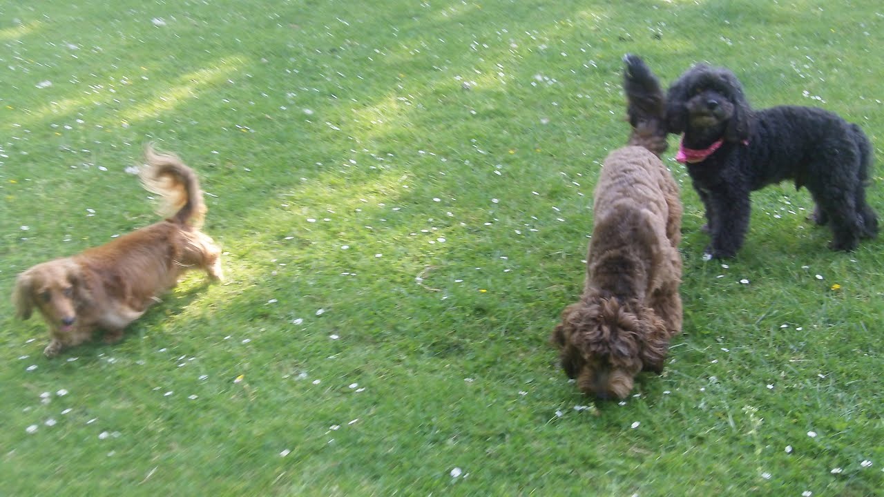 Dachshunds Fin & Doug with Cockapoos Billy & Frankie. - YouTube